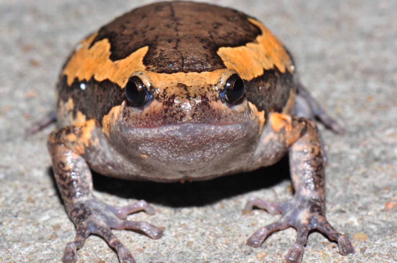 Asian Painted Frog Kaloula | FWS.gov